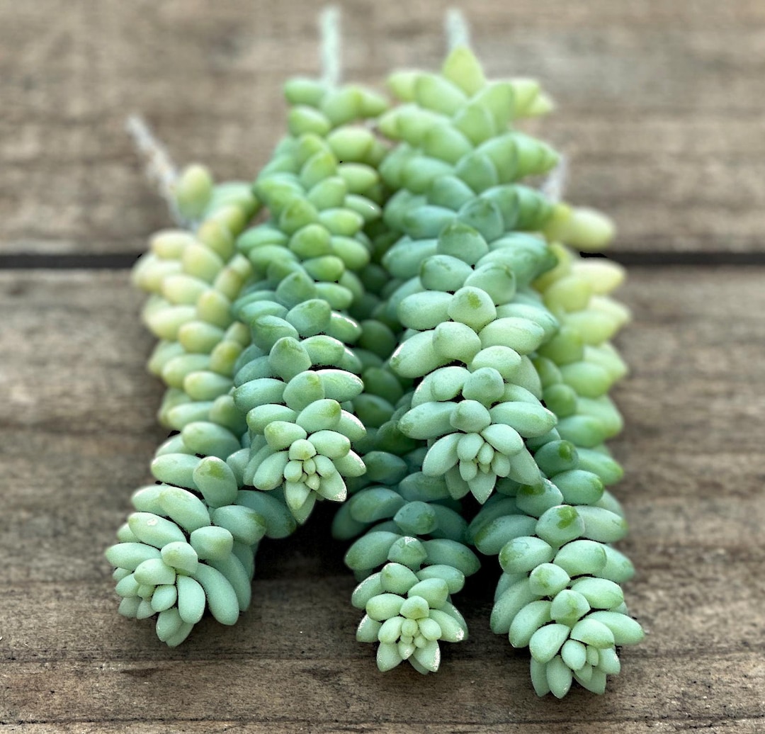 5 Large Donkey Tail Succulent Cuttings: Sedum Morganianum Burrito - Etsy