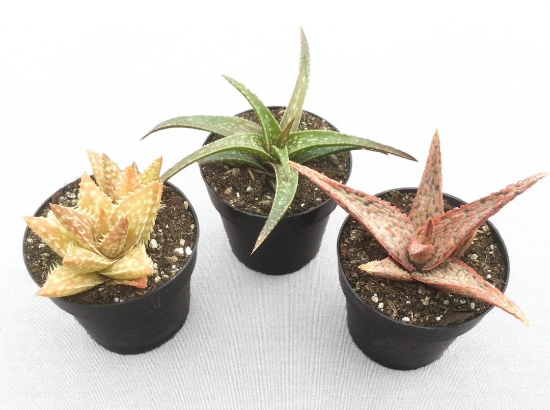 Set of 3 Aloe Plants, Live Succulent Plants, Succulent, Succulents ...