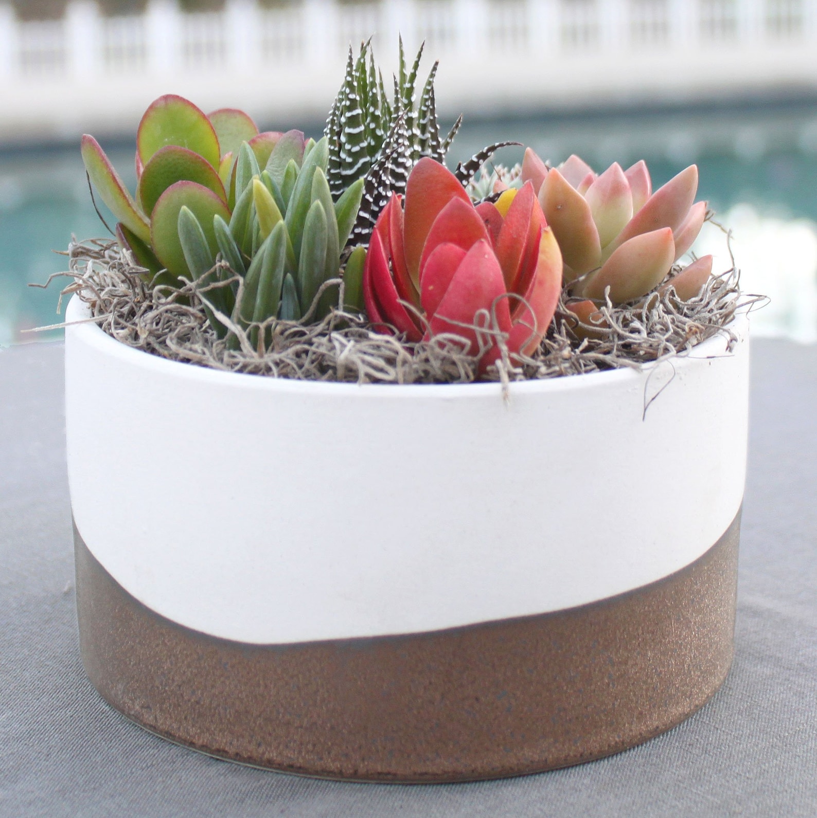 Live Succulent Arrangement in Two-tone Ceramic Bowl, Succulent Planter ...