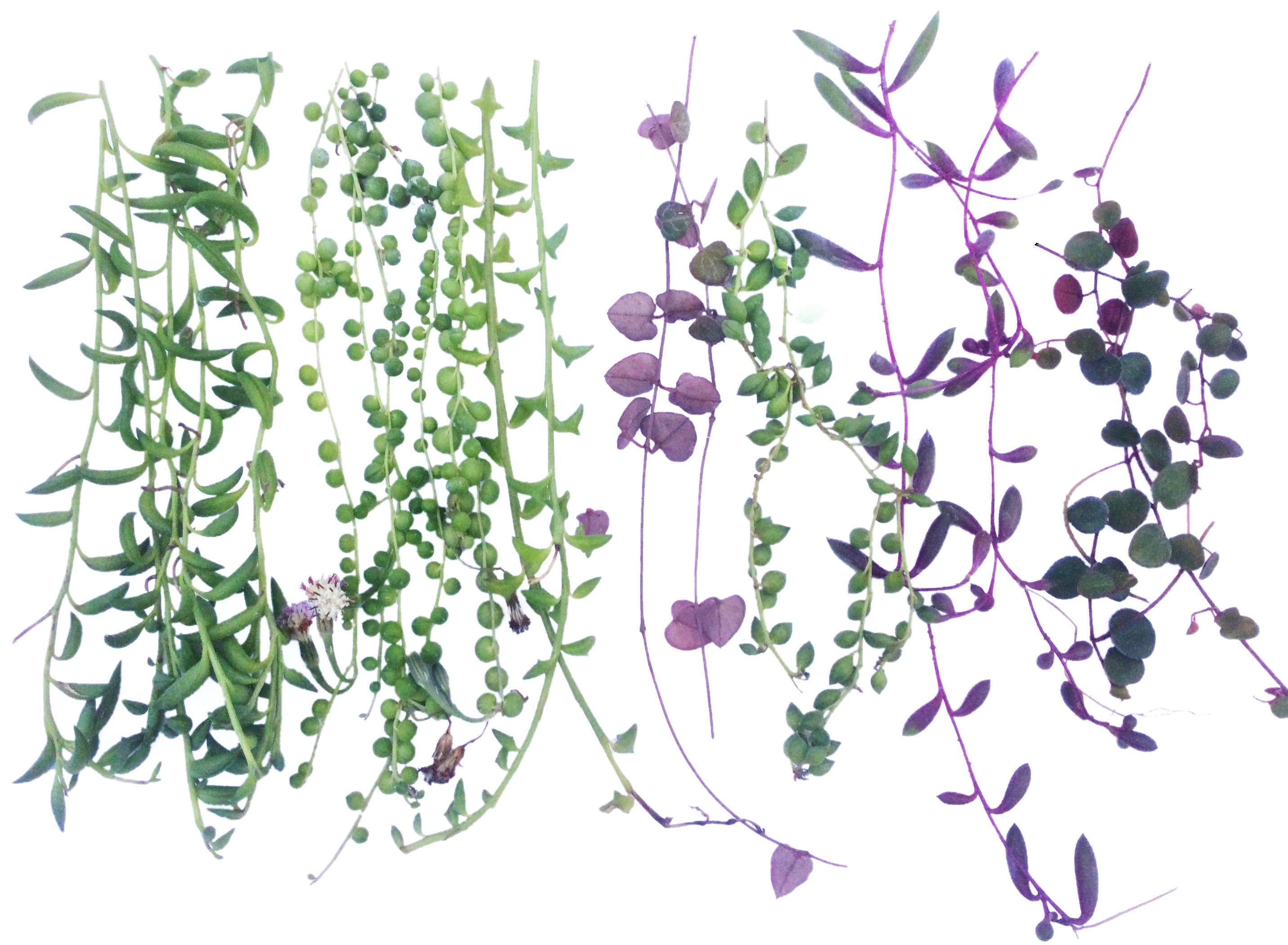 20 Trailing Succulent Strings With 7 Varieties, String of Pearl, String ...