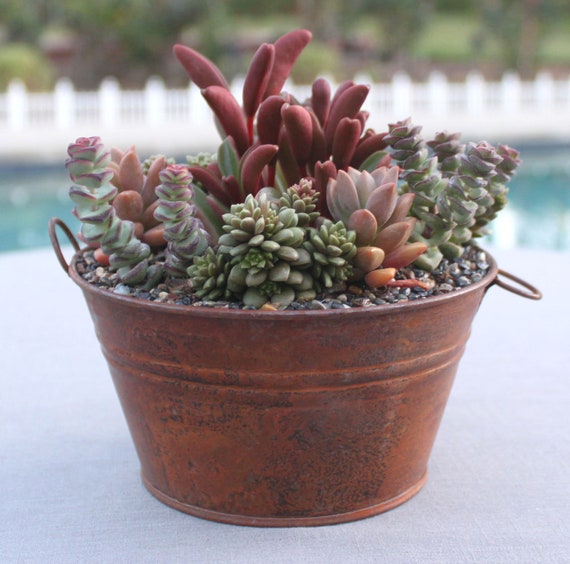 Rustic Live Succulent Arrangement in Rust Tin Bucket | Etsy