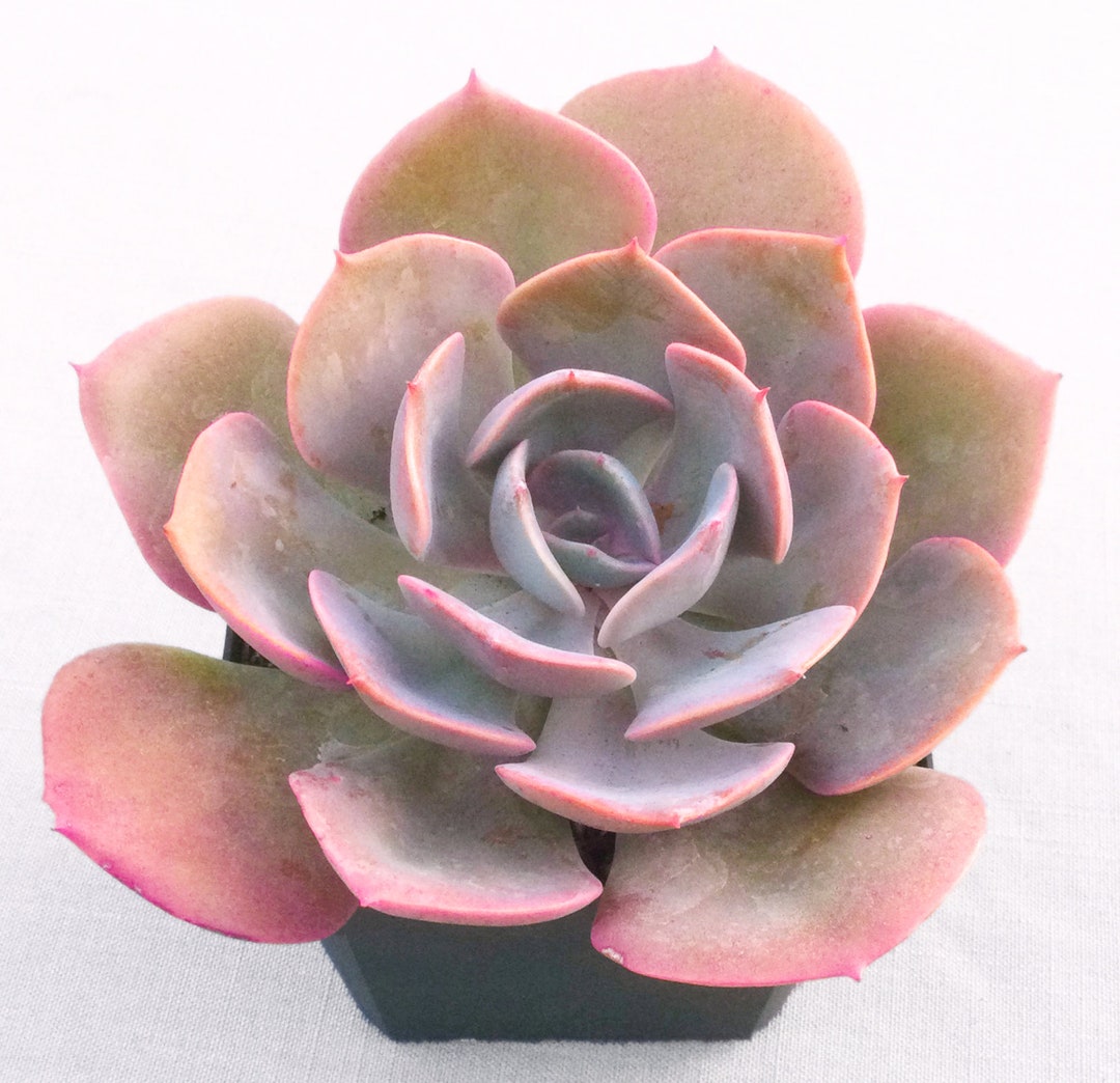 Large 6" Echeveria Dusty Rose, Echeveria, Live Succulent, Live ...