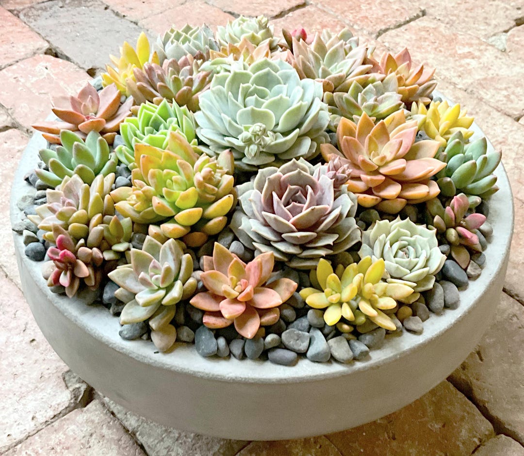Extra LARGE Pastel Live Succulent Arrangement in Contemporary Concrete ...