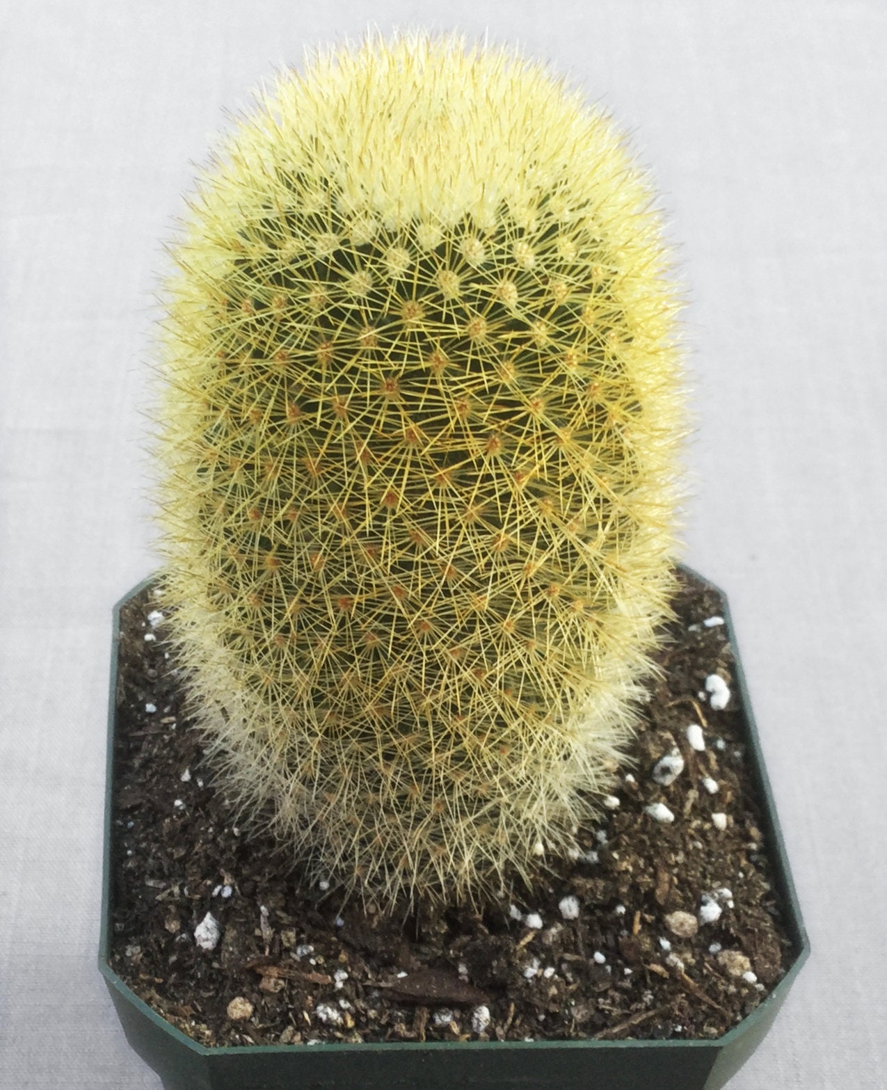 Notocactus Leninghausii