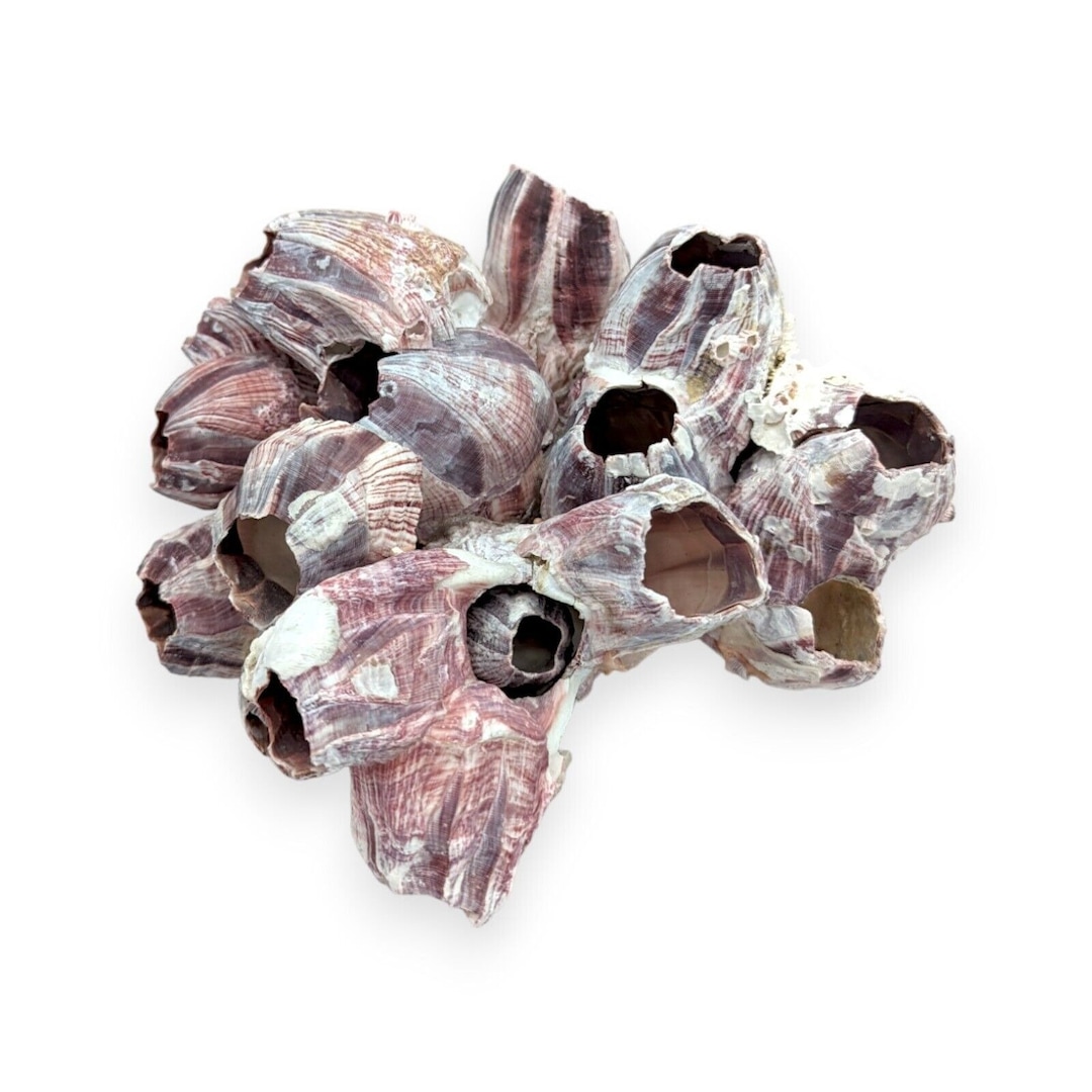 LARGE Natural Acorn Barnacle Cluster Pink Purple White Bud - Etsy