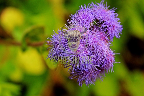 Dr. Seuss Flower - Etsy