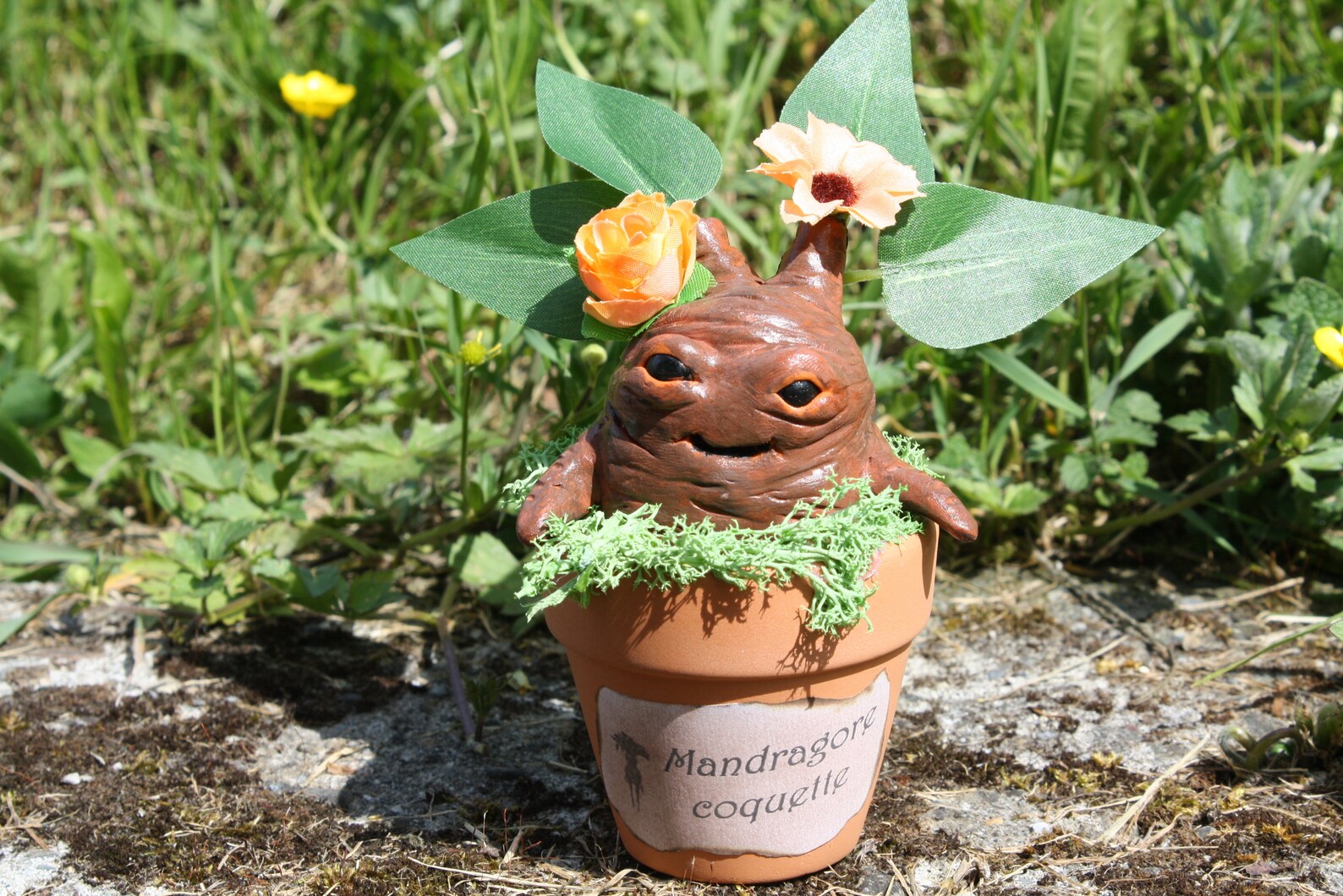 Mandragore coquette Mandragore en pot Racine de mandragore | Etsy