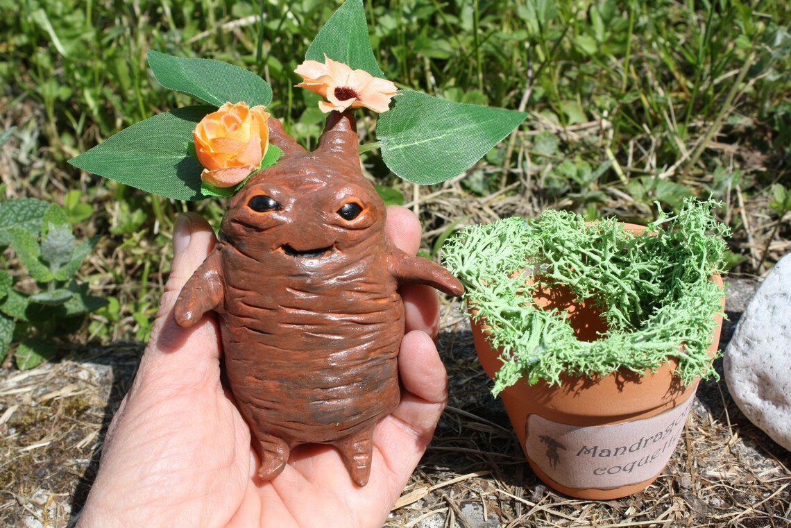 Mandragore coquette Mandragore en pot Racine de mandragore | Etsy