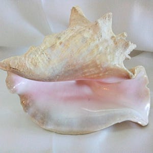 Vintage Queen Conch Seashell, Coastal Decor, Nautical Decor, Seashell ...