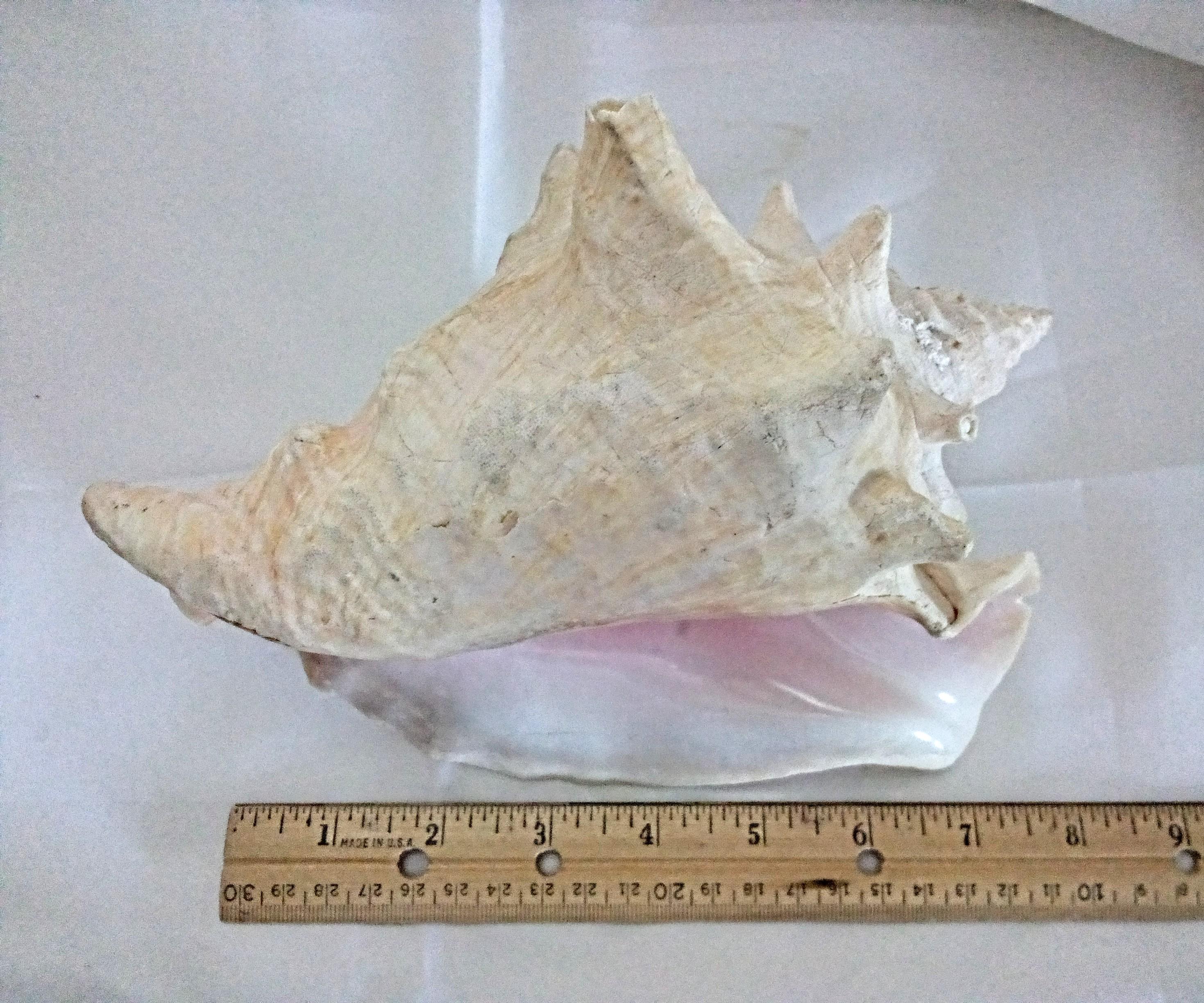 Vintage Queen Conch Seashell, Coastal Decor, Nautical Decor, Seashell ...