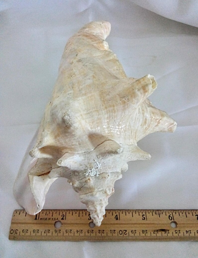Vintage Queen Conch Seashell, Coastal Decor, Nautical Decor, Seashell ...