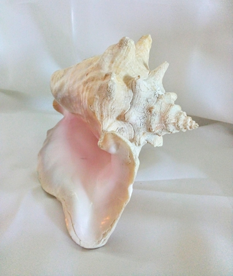 Vintage Queen Conch Seashell, Coastal Decor, Nautical Decor, Seashell ...