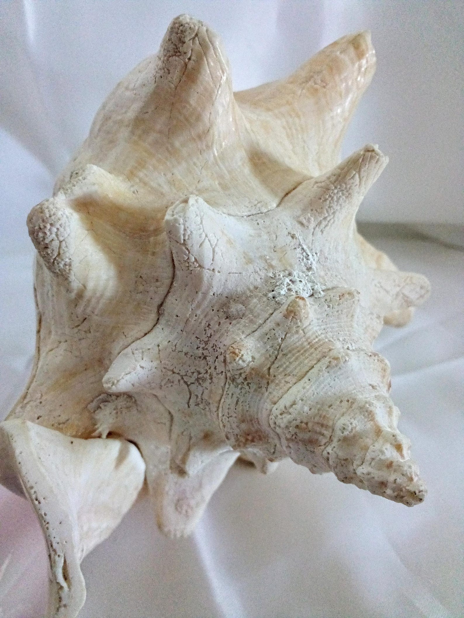 Vintage Queen Conch Seashell, Coastal Decor, Nautical Decor, Seashell ...