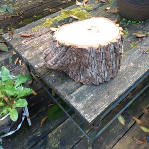 Real Natural Sassafras Garden Stump Log Fairy Garden Taxidermy Rustic ...
