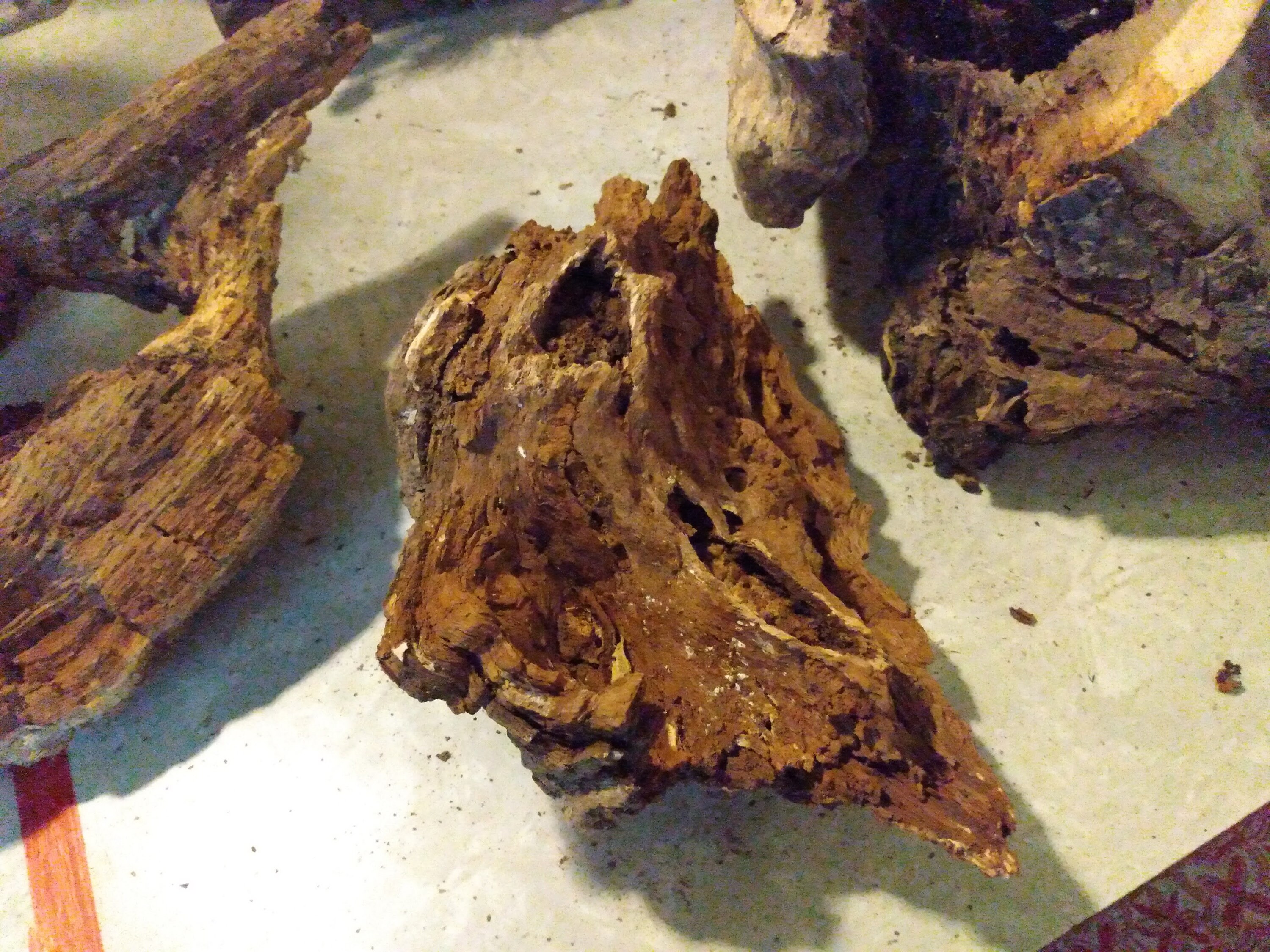 3 Unique Wood Burls Tree Pieces Natural Wood Art Sculpture Garden ...