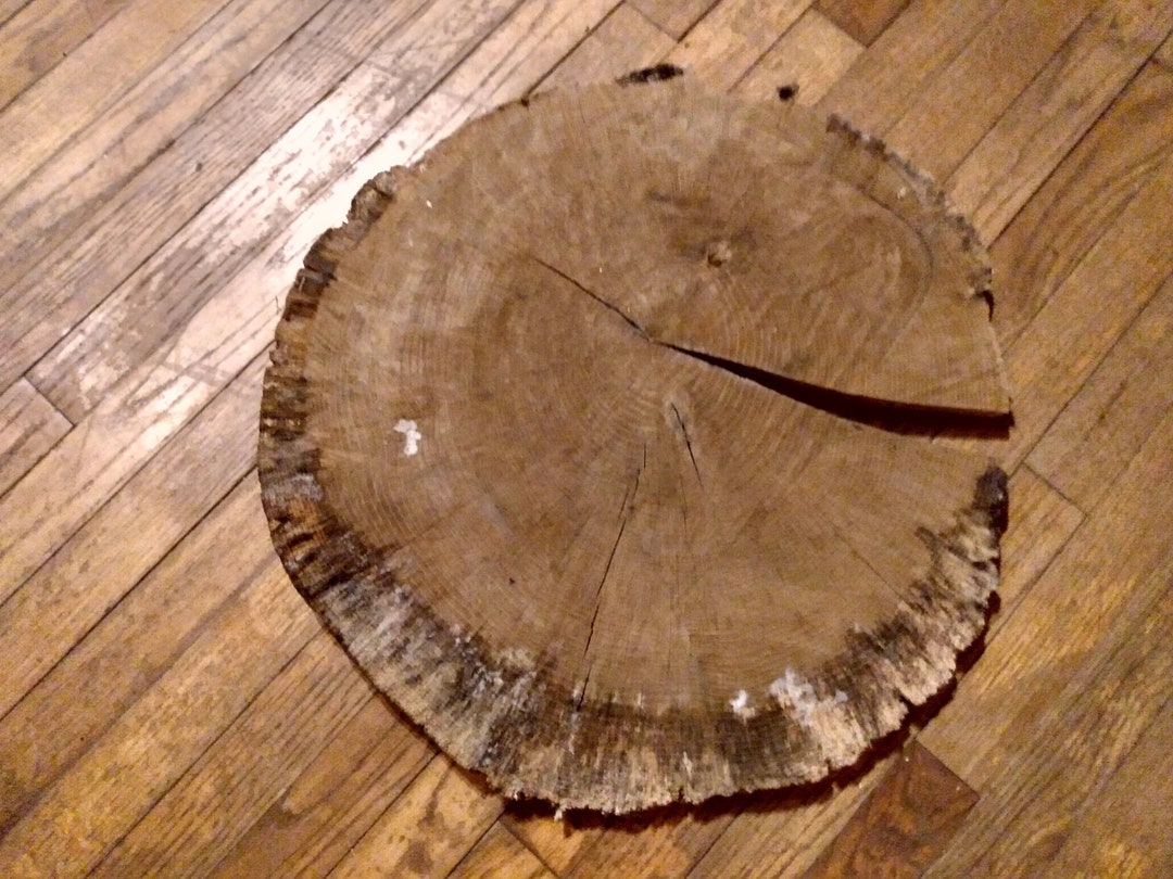 Rough Cut Wood 20 Round White Oak Slab Tree Slice - Etsy