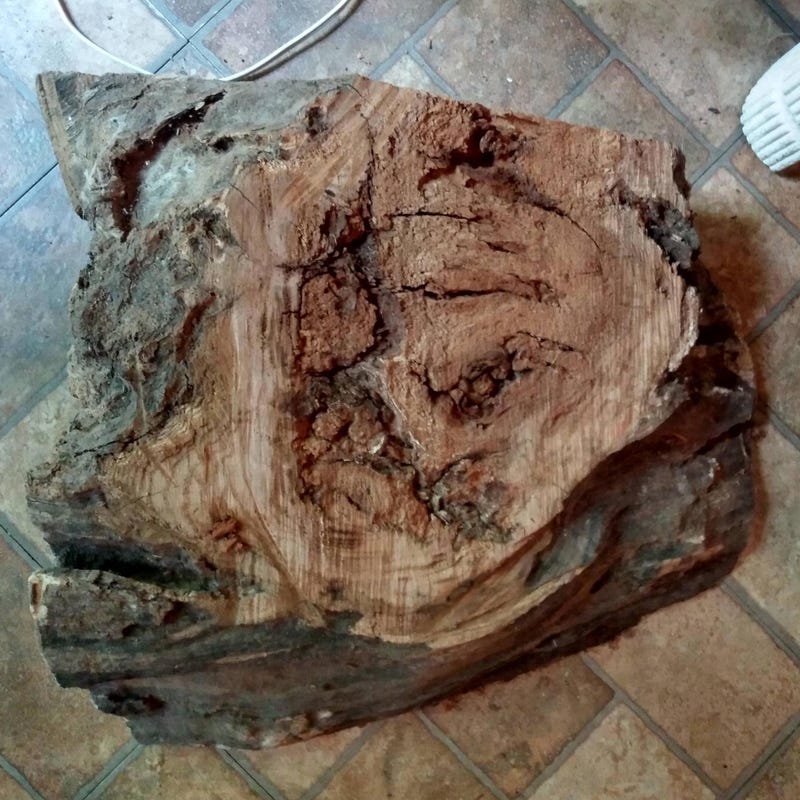 Tree Slab - Etsy
