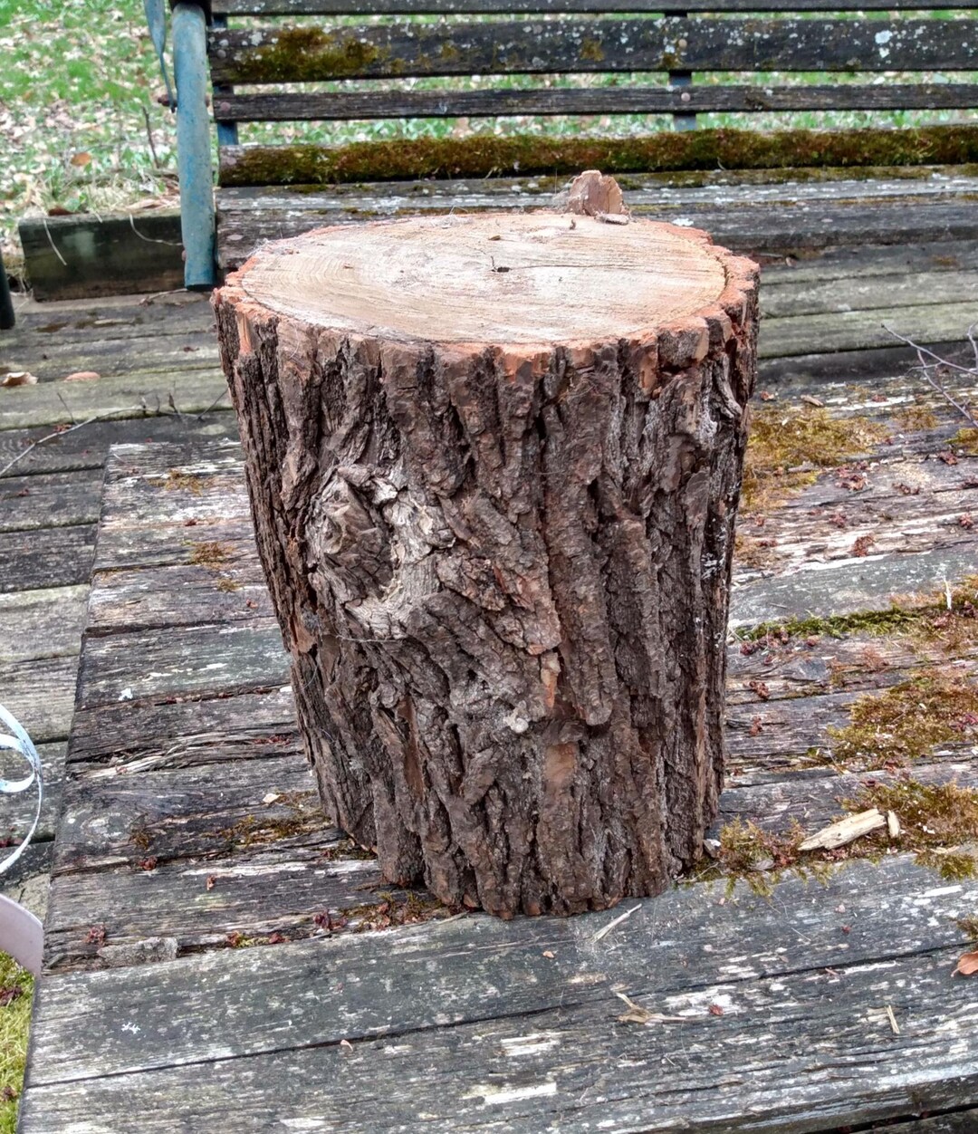 Sassafras Tree Stump Log 13" Tall Rustic Garden Accent Taxidermy Arts ...