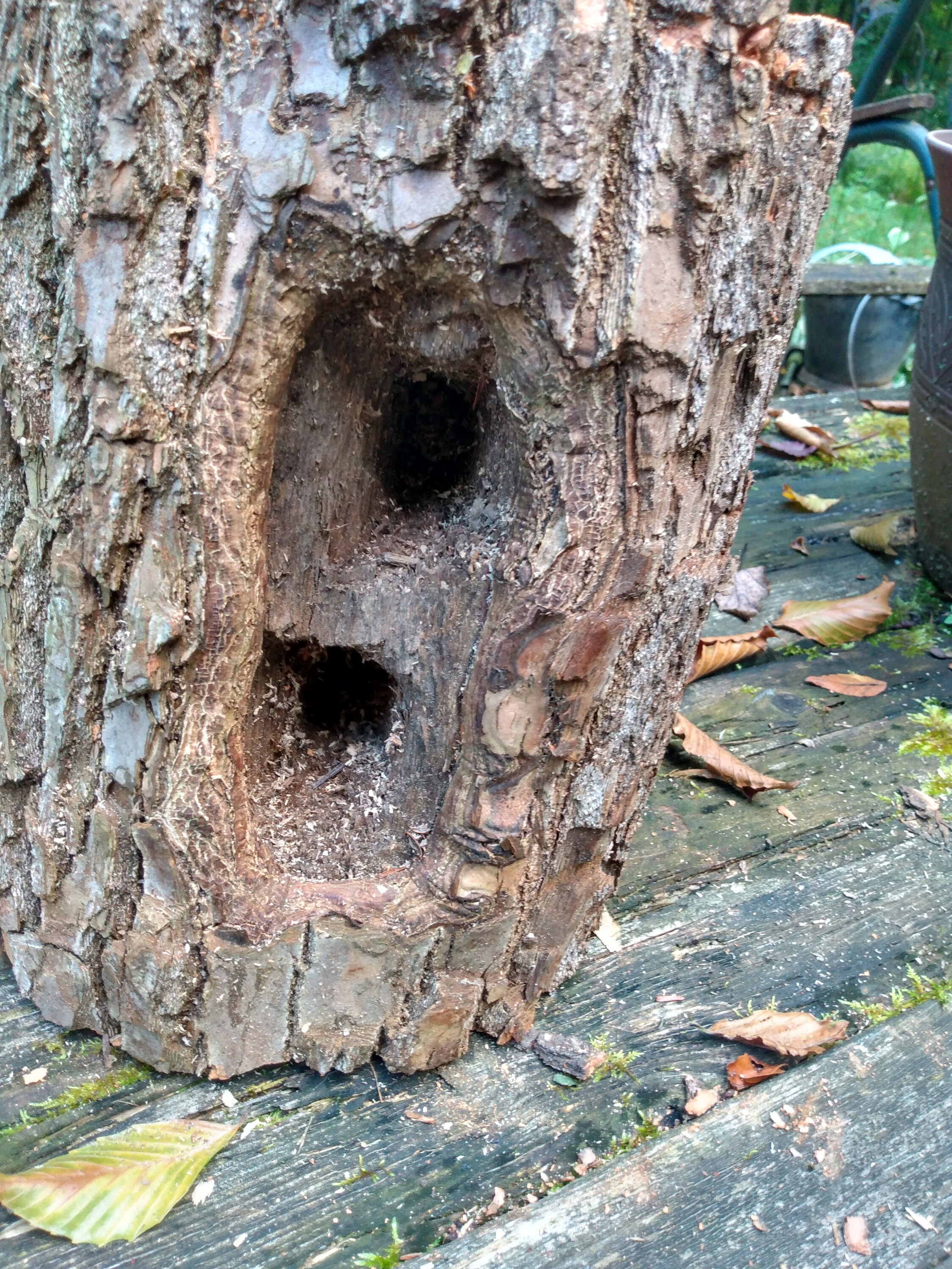 Real Natural Sassafras Garden Stump Log Fairy Garden Taxidermy Rustic ...