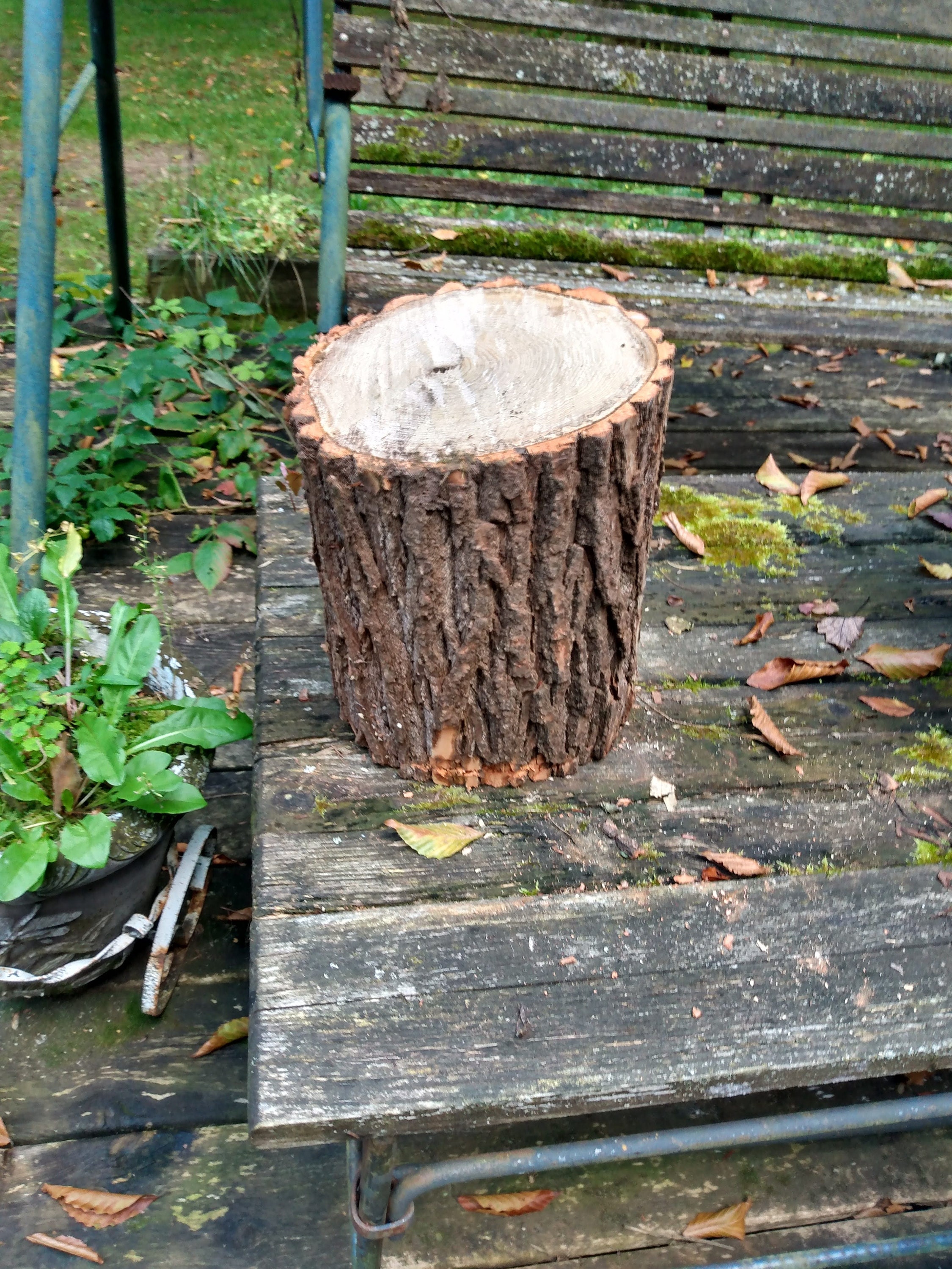 Real Natural Sassafras Garden Stump Log Fairy Garden Taxidermy Rustic ...