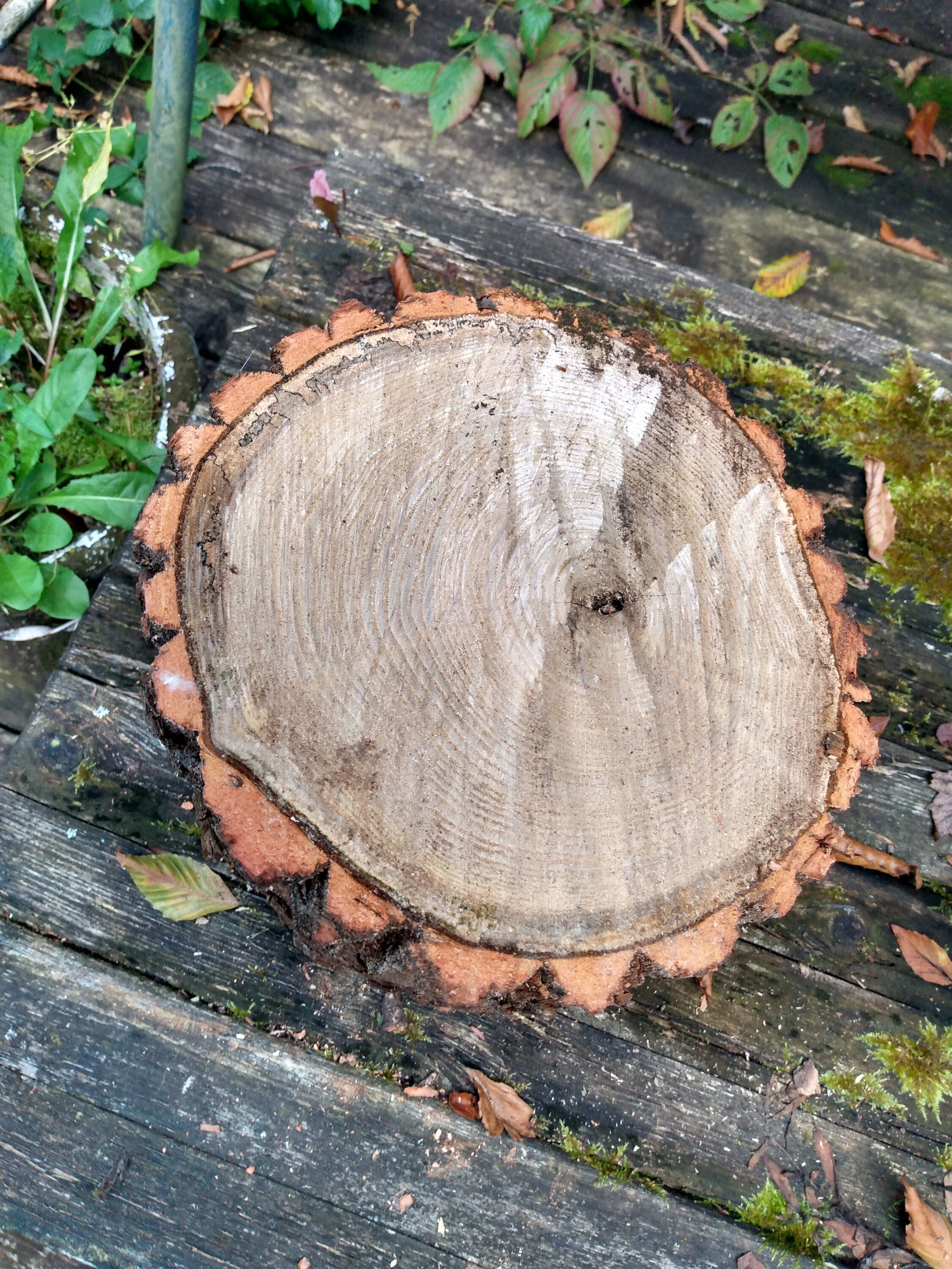 Real Natural Sassafras Garden Stump Log Fairy Garden Taxidermy Rustic ...
