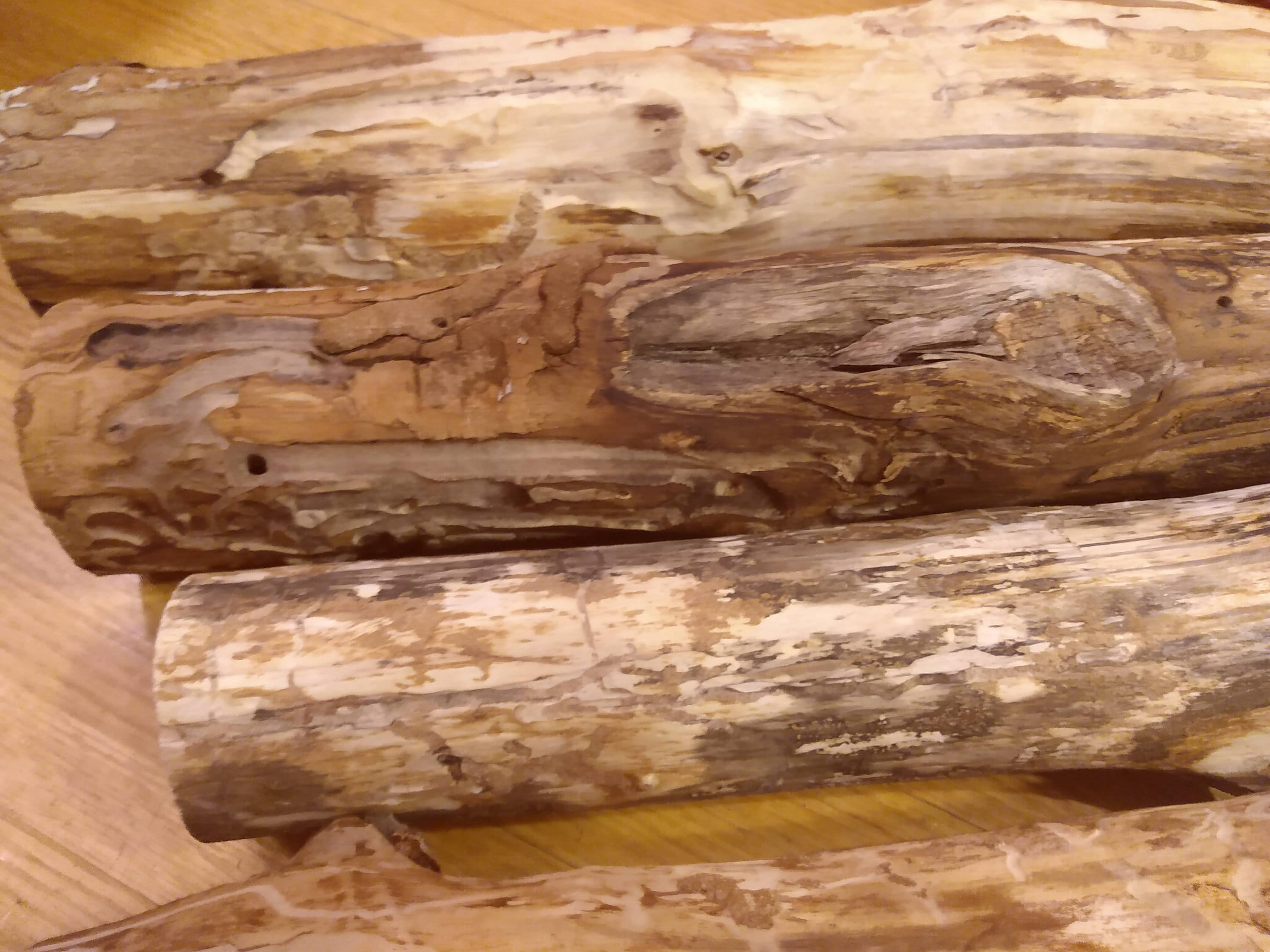 4 Bark Stripped Real Wood Birch Logs Full of Character 11 to 14 - Etsy