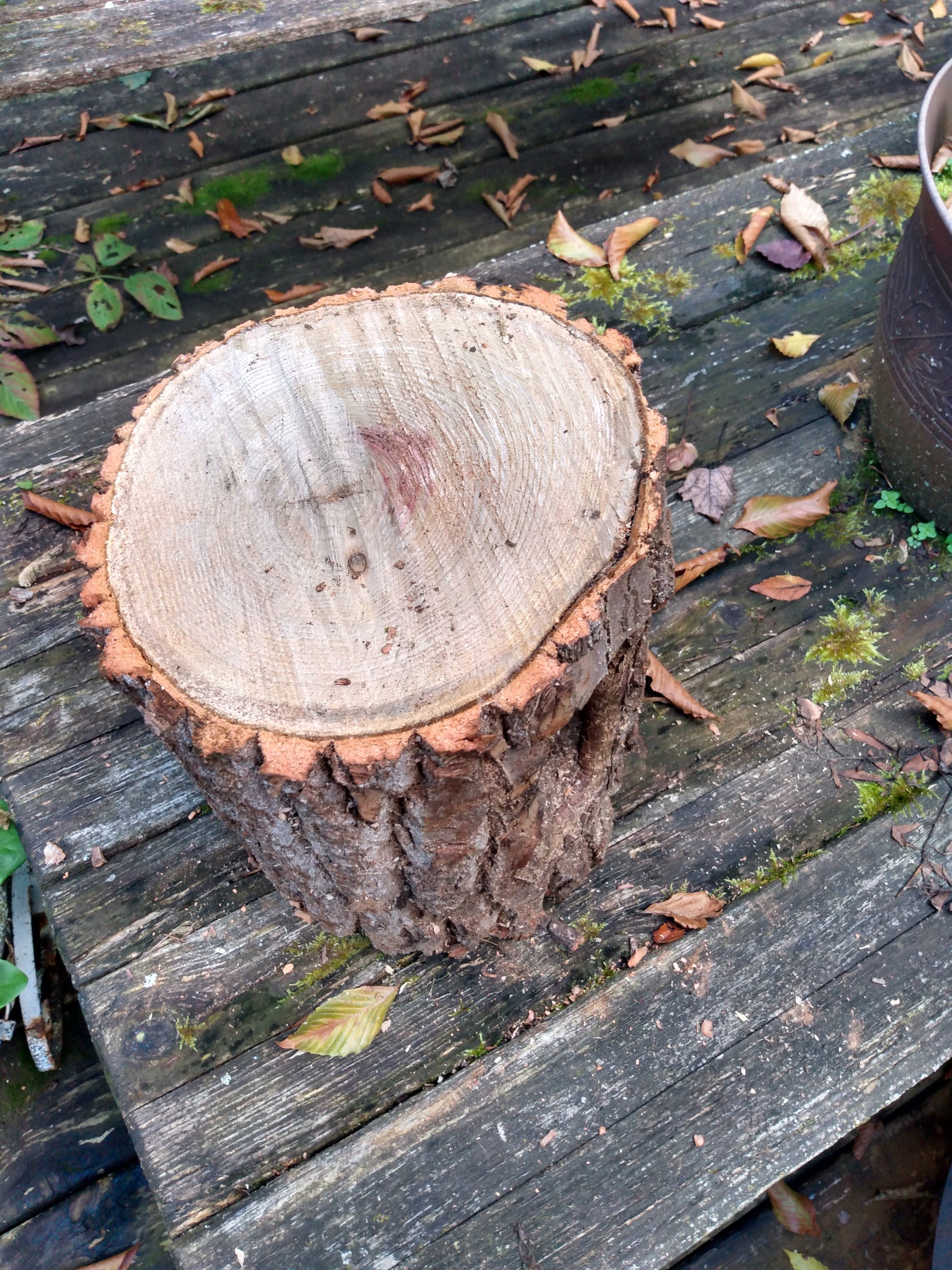 Real Natural Sassafras Garden Stump Log Fairy Garden Taxidermy Rustic ...