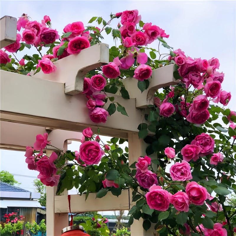 Climbing Rose - Etsy