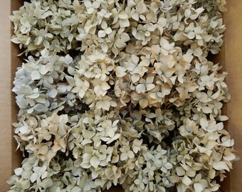 Dried hydrangeas | Etsy