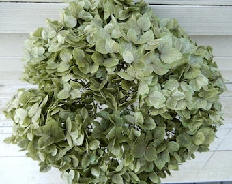 Dried hydrangeas | Etsy