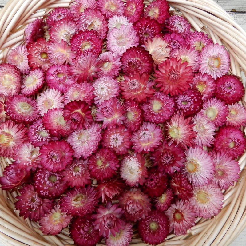 Straw Flowers - Etsy