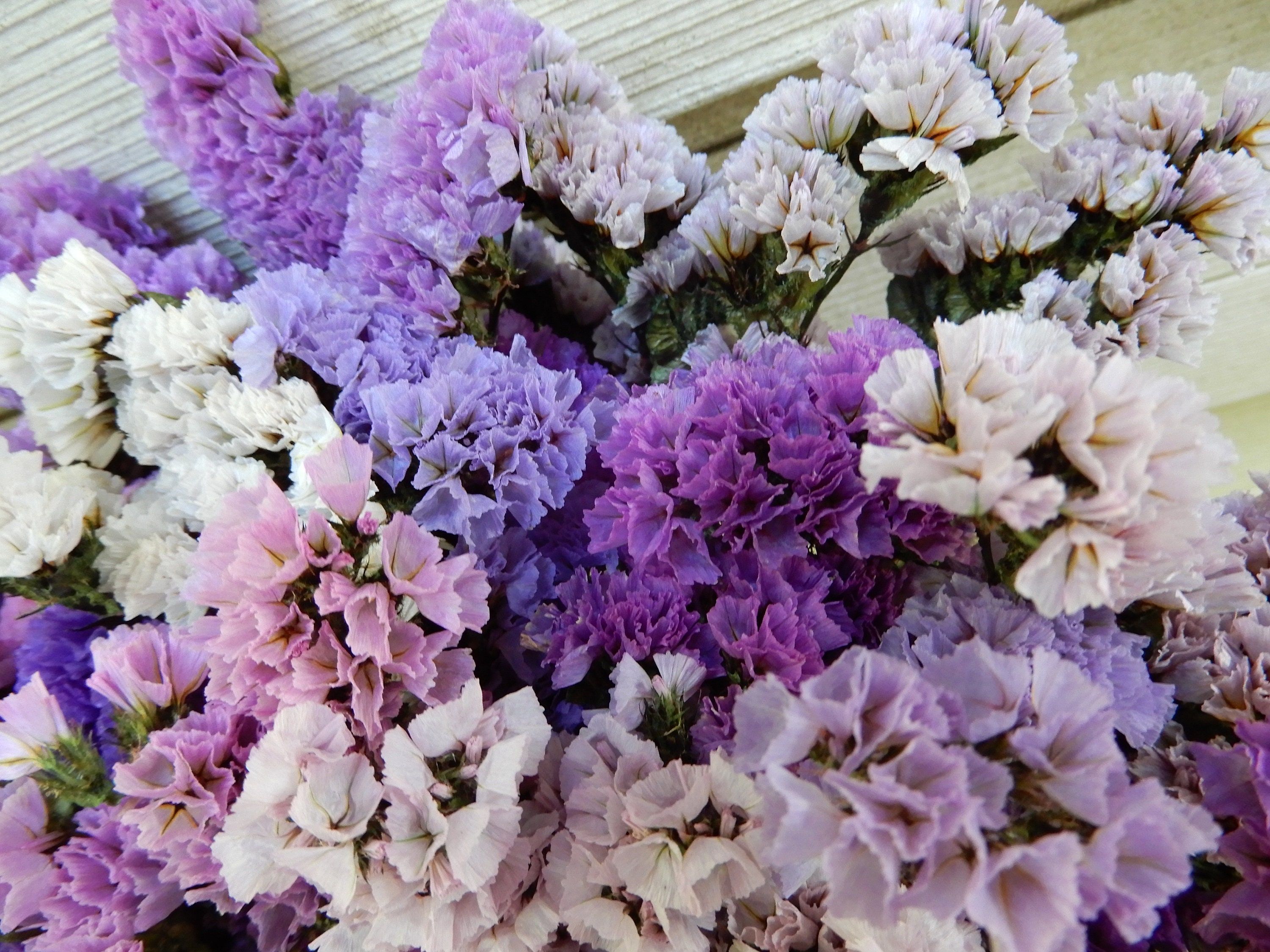 Preserved Statice Large Lot of Mixed Color Sampler Dried - Etsy