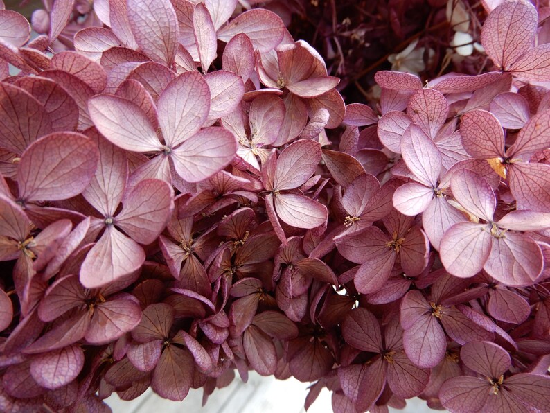 Preserved Violet Purple Dried Hydrangea Flowers, 7 Stems, Minimalist ...