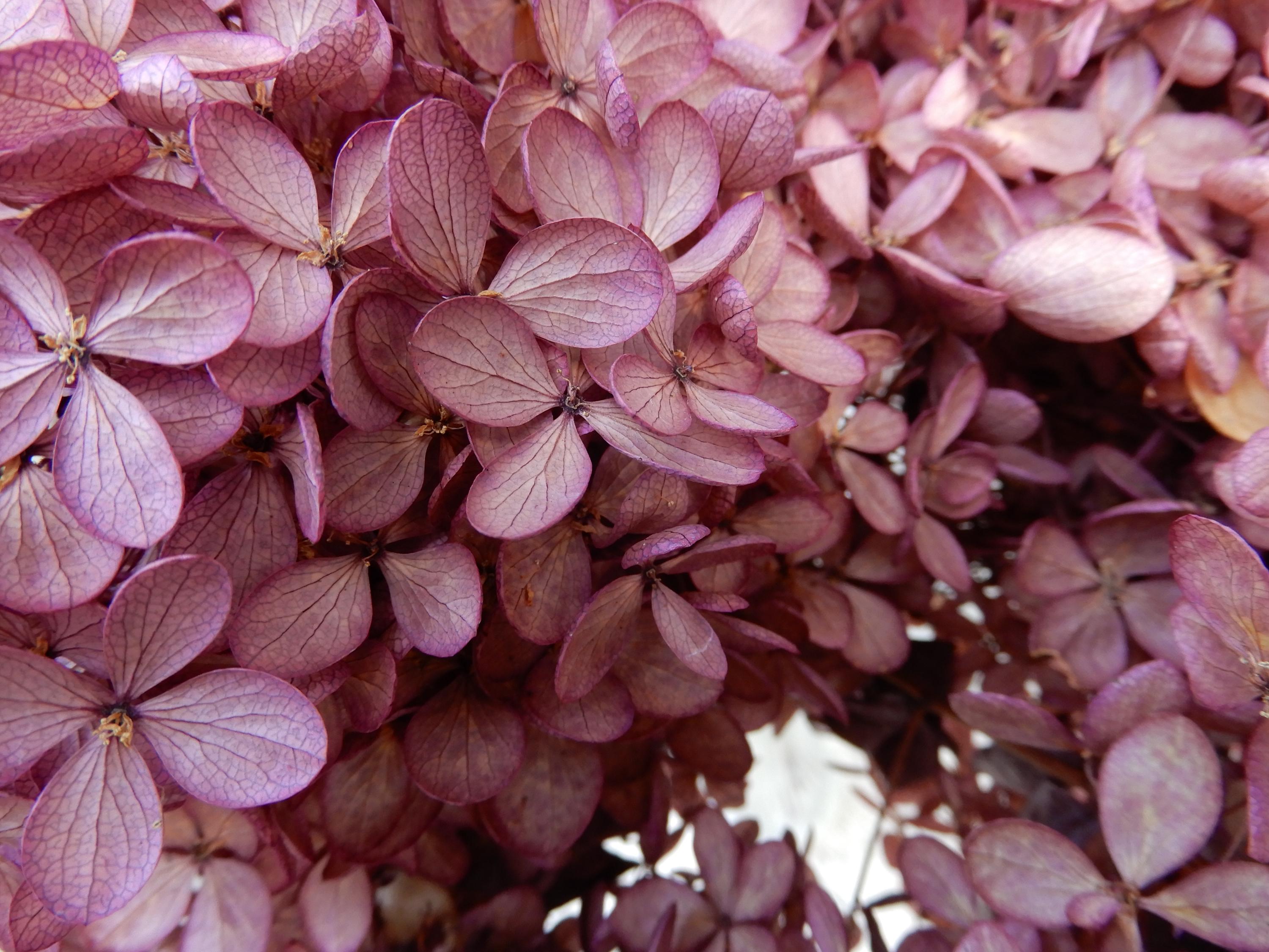 Preserved Violet Purple Dried Hydrangea Flowers, 7 Stems, Minimalist ...