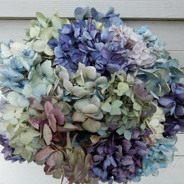 Dried Hydrangeas - Etsy