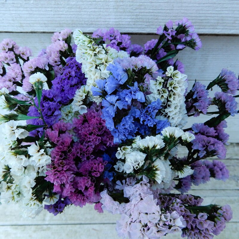 Statice Flowers - Etsy