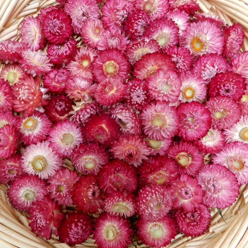 Straw Flowers - Etsy