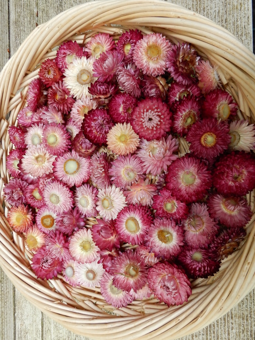 Dried Straw Flowers 75 Multi Pink Color Floral Supply, DIY Crafts ...