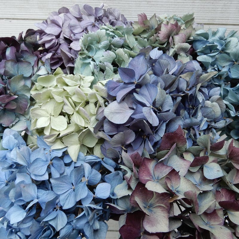 Dried Hydrangea - Etsy