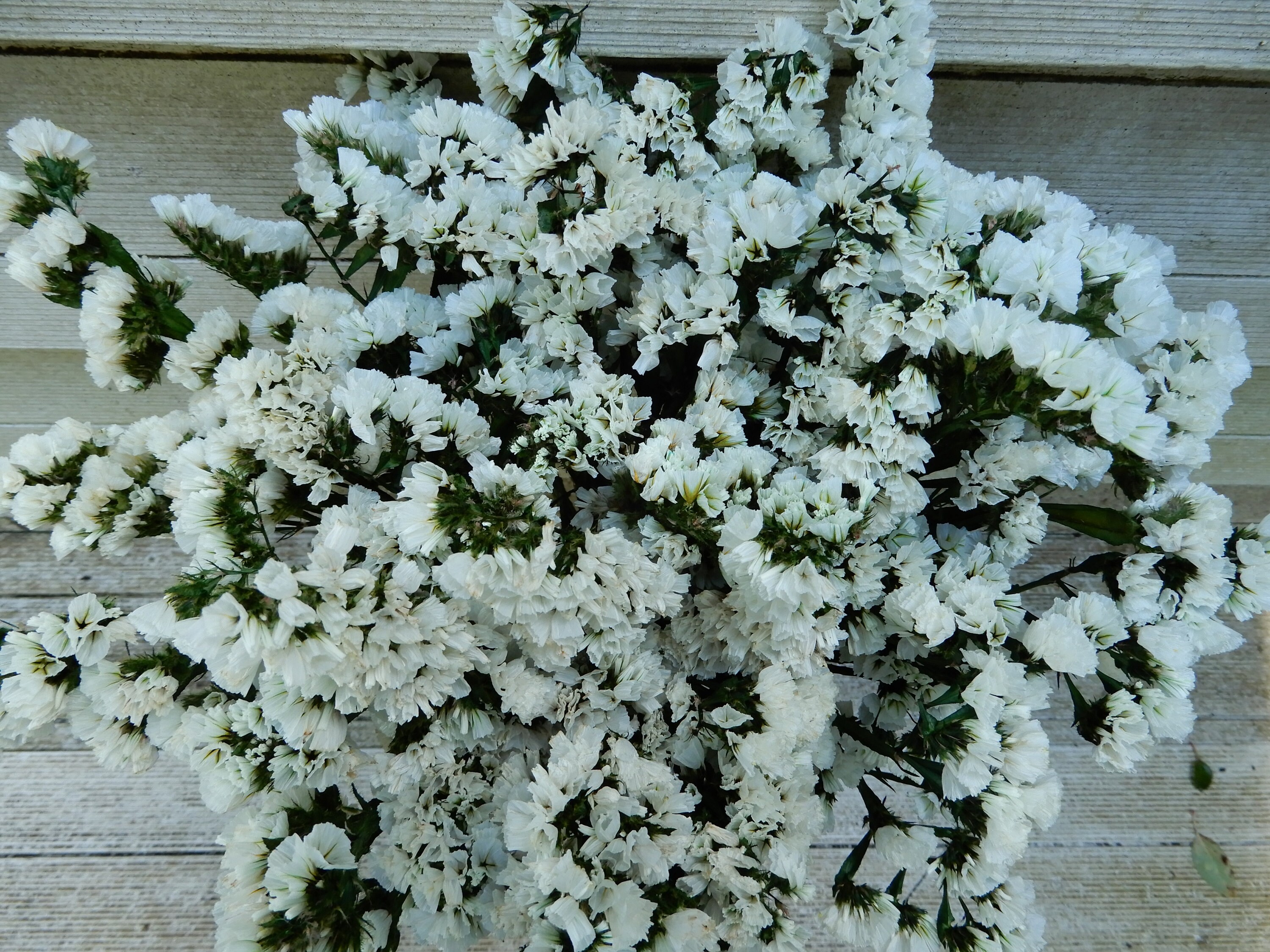 White Statice Flower