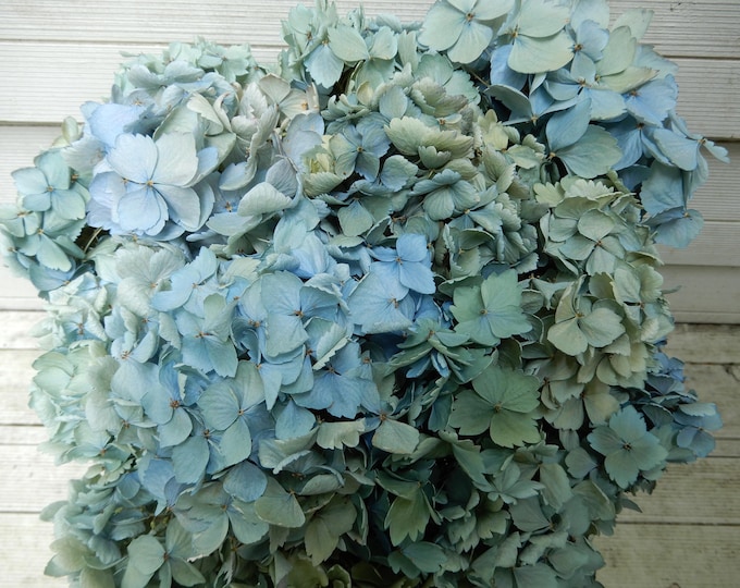 Dried Hydrangea Stems: Blue, Green, Cream - Rustic Bouquet (15 Small ...
