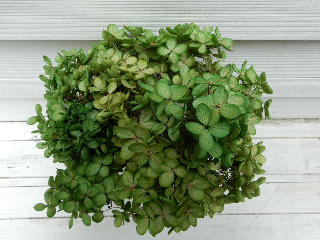 Preserved Green and Cream Pee Gee Hydrangea Flowers, 10 Sm. Stems ...