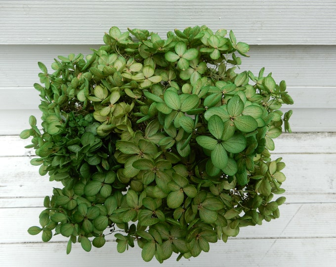 Preserved Green and Cream Pee Gee Hydrangea Flowers, 10 Sm. Stems ...