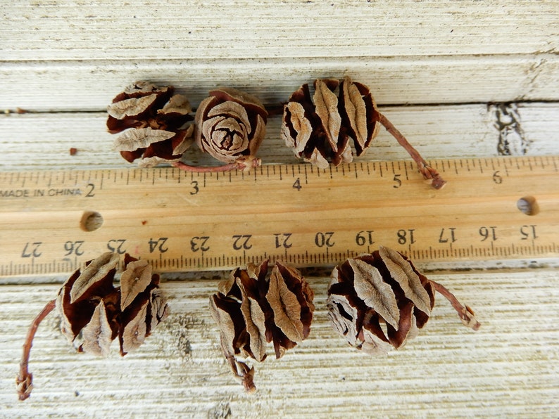 Dawn Redwood Cones 100 Natural Tiny 'pine Cones' - Etsy