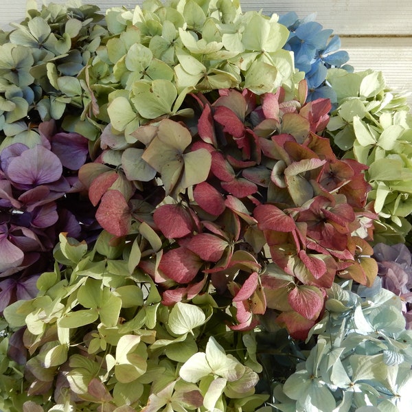 Dried Hydrangeas - Etsy UK