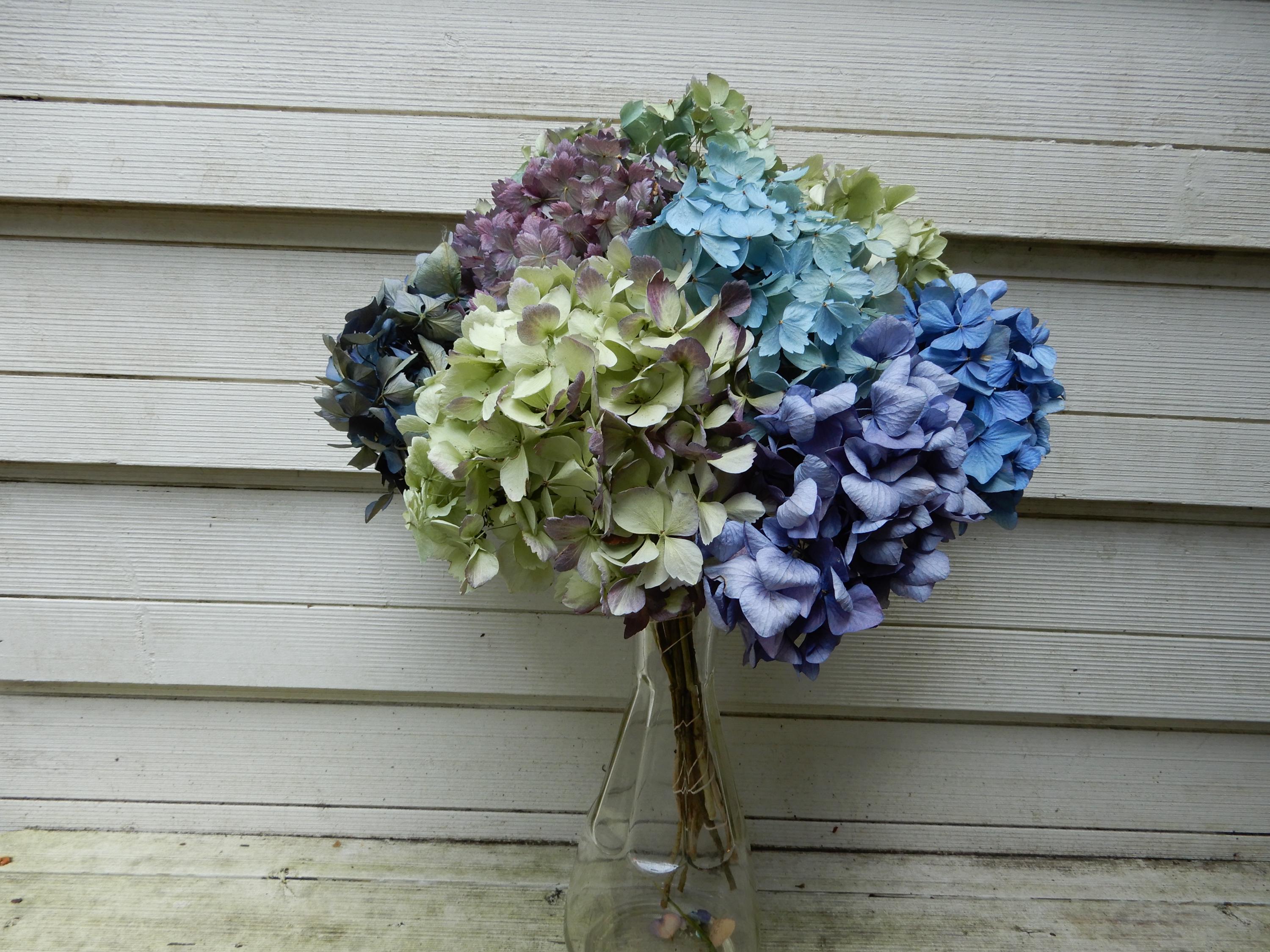 Dried Hydrangea Flowers 8 Long Stems Lt. Blue, Green, Cream, Purple ...