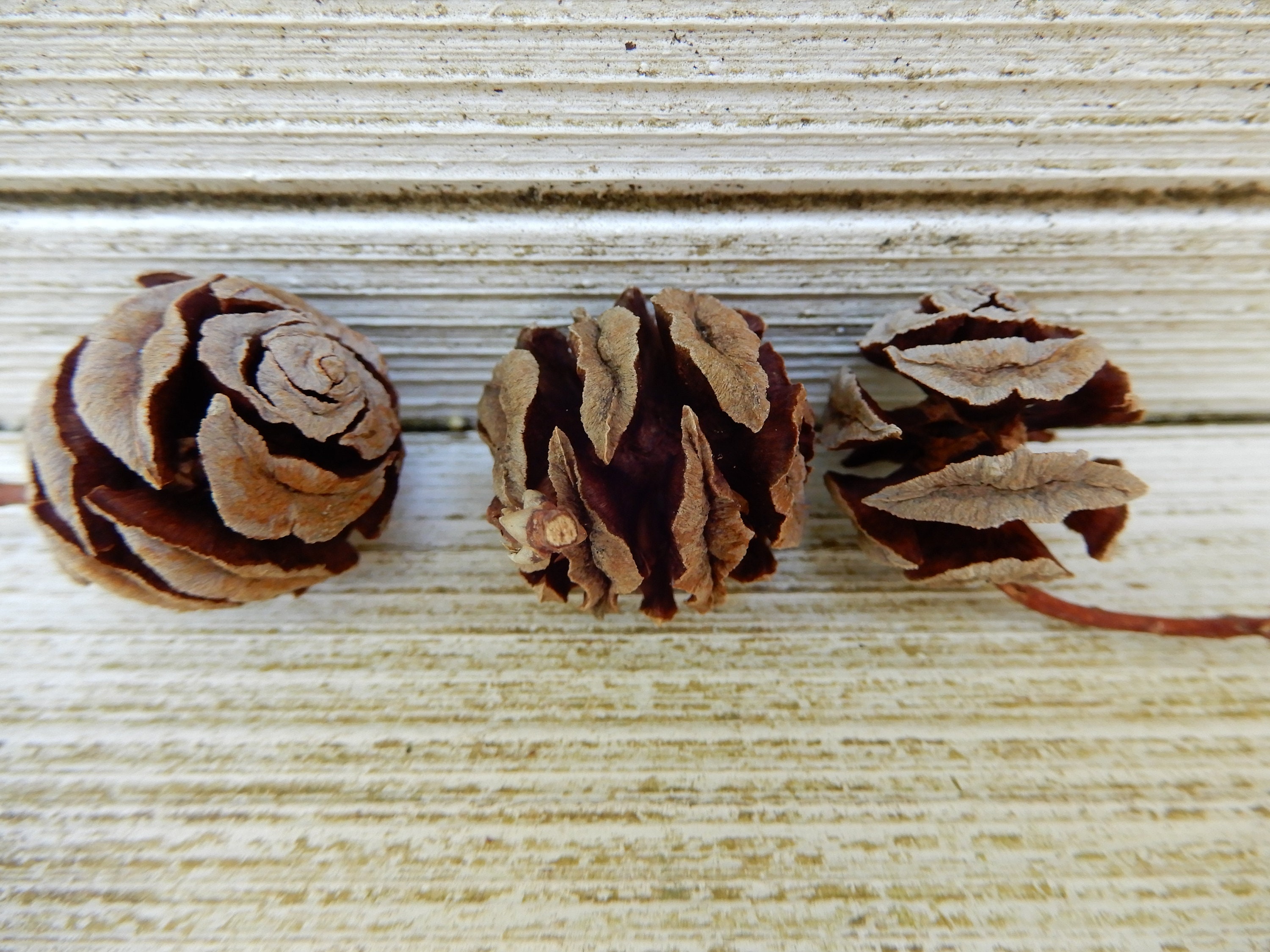 Dawn Redwood Cones 100 Natural Tiny 'pine Cones' | Etsy