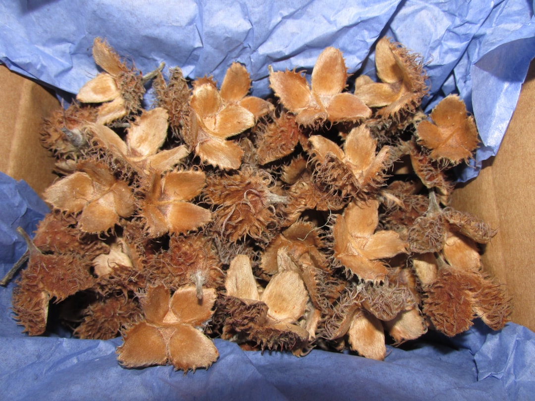 Beechnut Pods, 100+, Nut Shell, Bowl Filler, Potpourri, Seed Pod ...