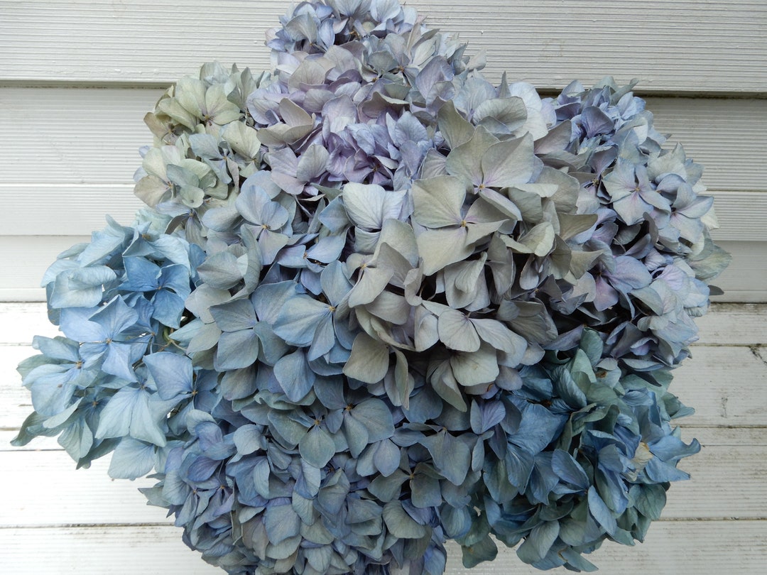 Dried Hydrangea Flowers Antique Denim Blue Lavender Grey, 9 Stems ...