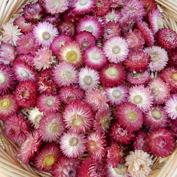 Straw Flowers - Etsy
